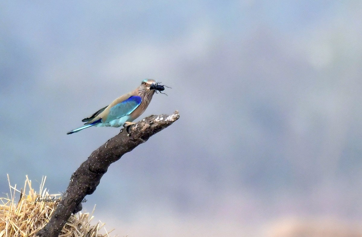 European/Indian Roller - eBird
