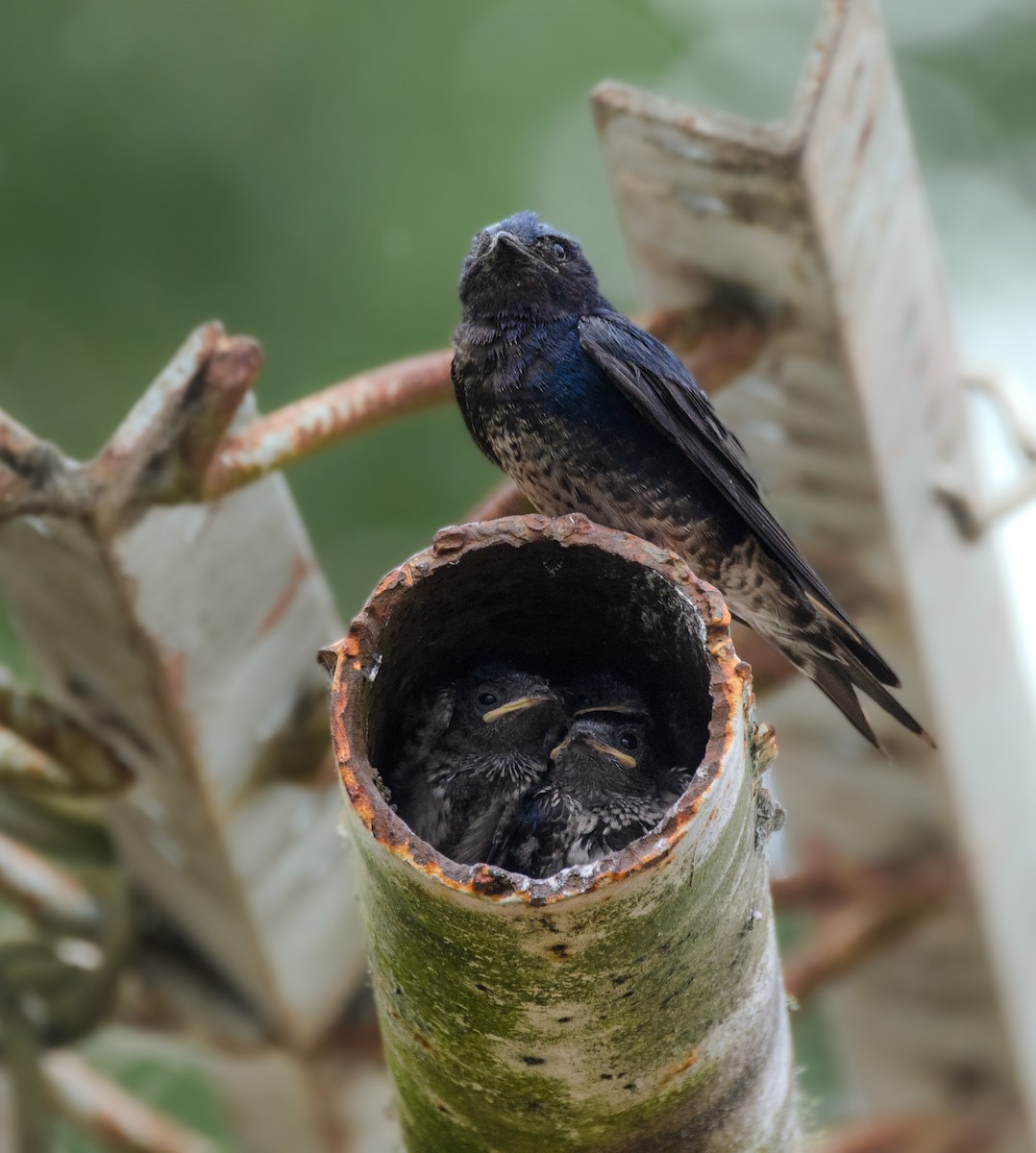 new world martin sp. (Progne sp.) - eBird