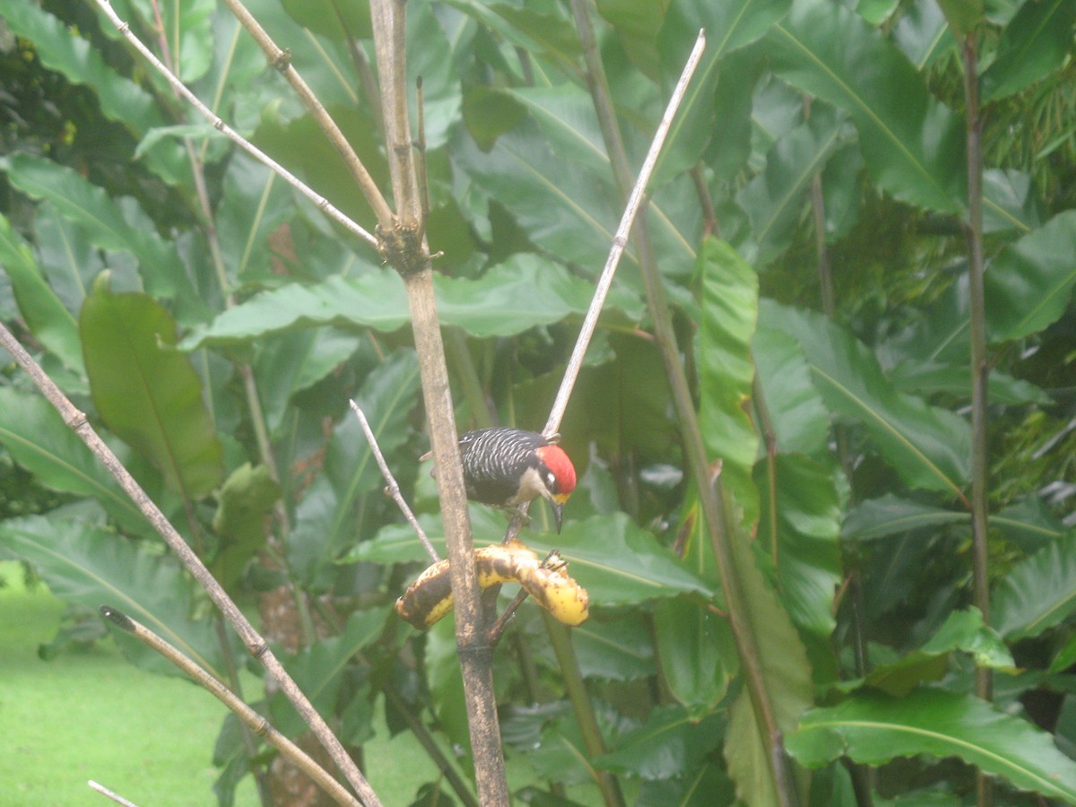 eBird Checklist - 16 Jun 2010 - Tilajari Hotel Resort - 9 species