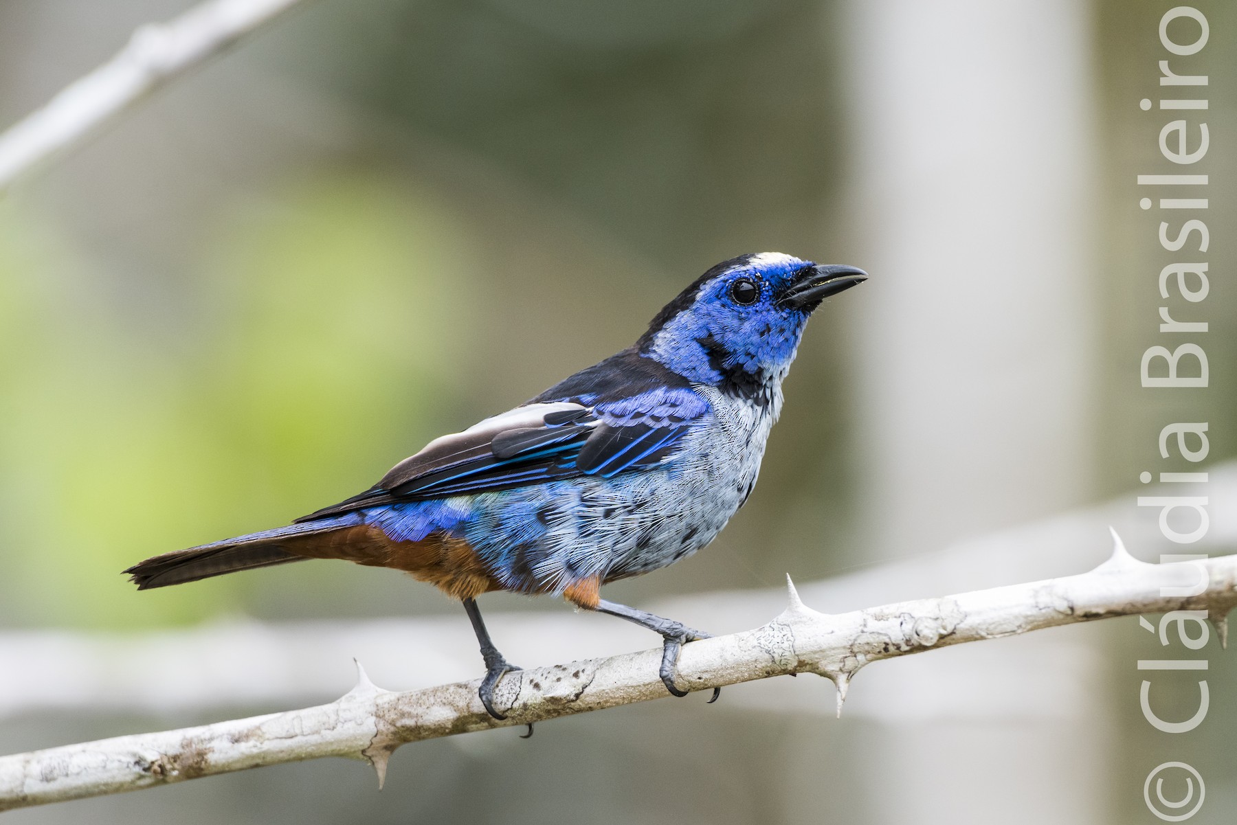Opal-rumped Tanager (Silver-breasted) - eBird