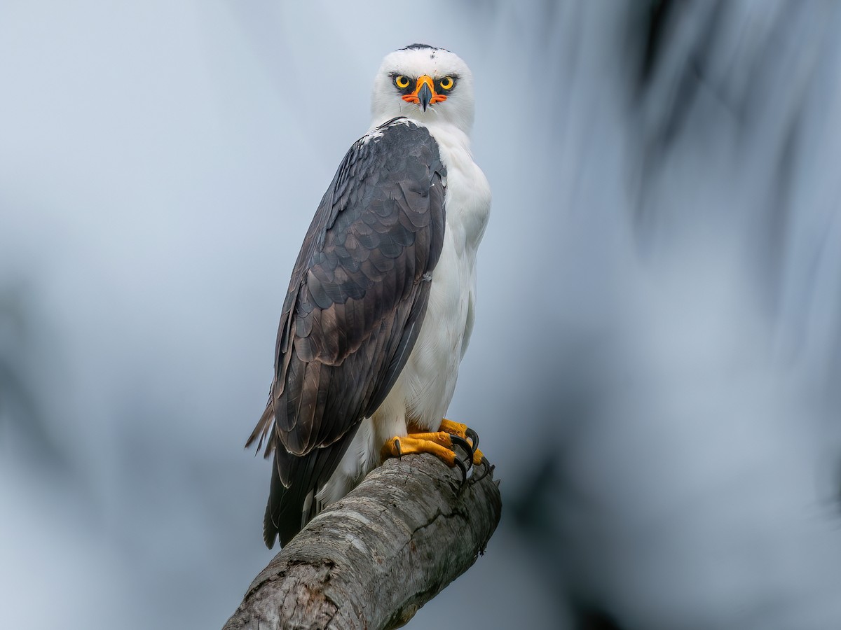 Black-and-white Hawk-Eagle - Spizaetus melanoleucus - Birds of the World