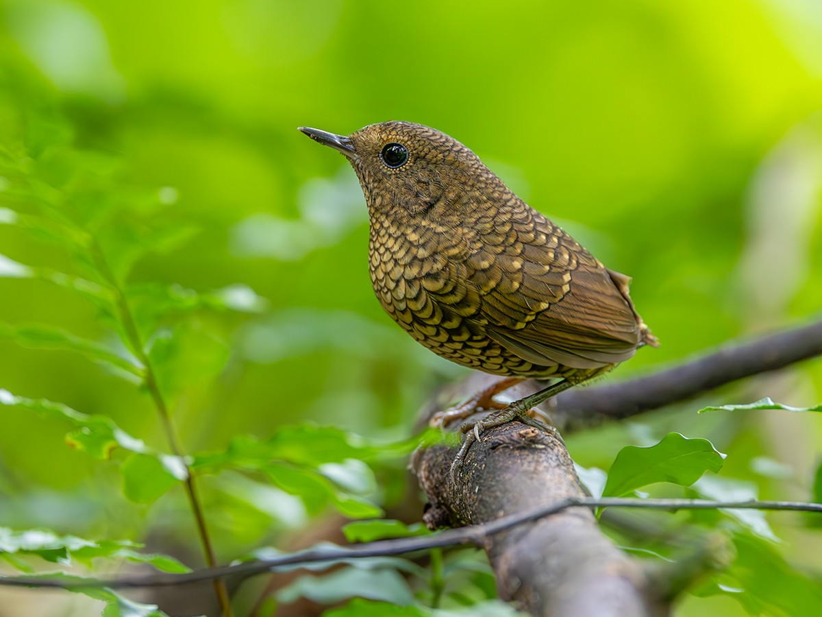 Pygmy Cupwing - Pnoepyga pusilla - Birds of the World