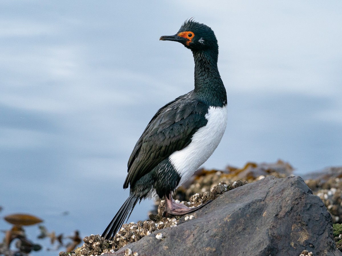Magellanic Cormorant - Leucocarbo magellanicus - Birds of the World