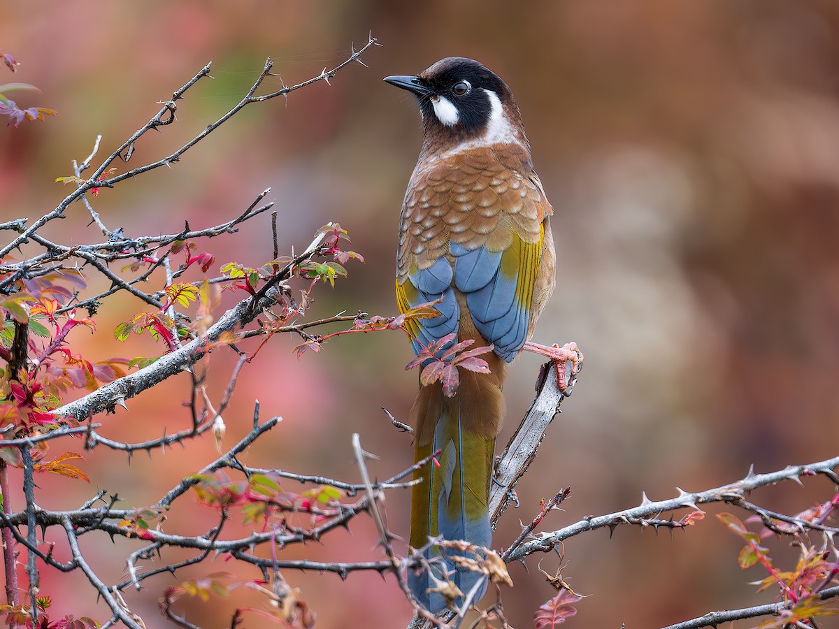 Black-faced Laughingthrush - Trochalopteron affine - Birds of the World
