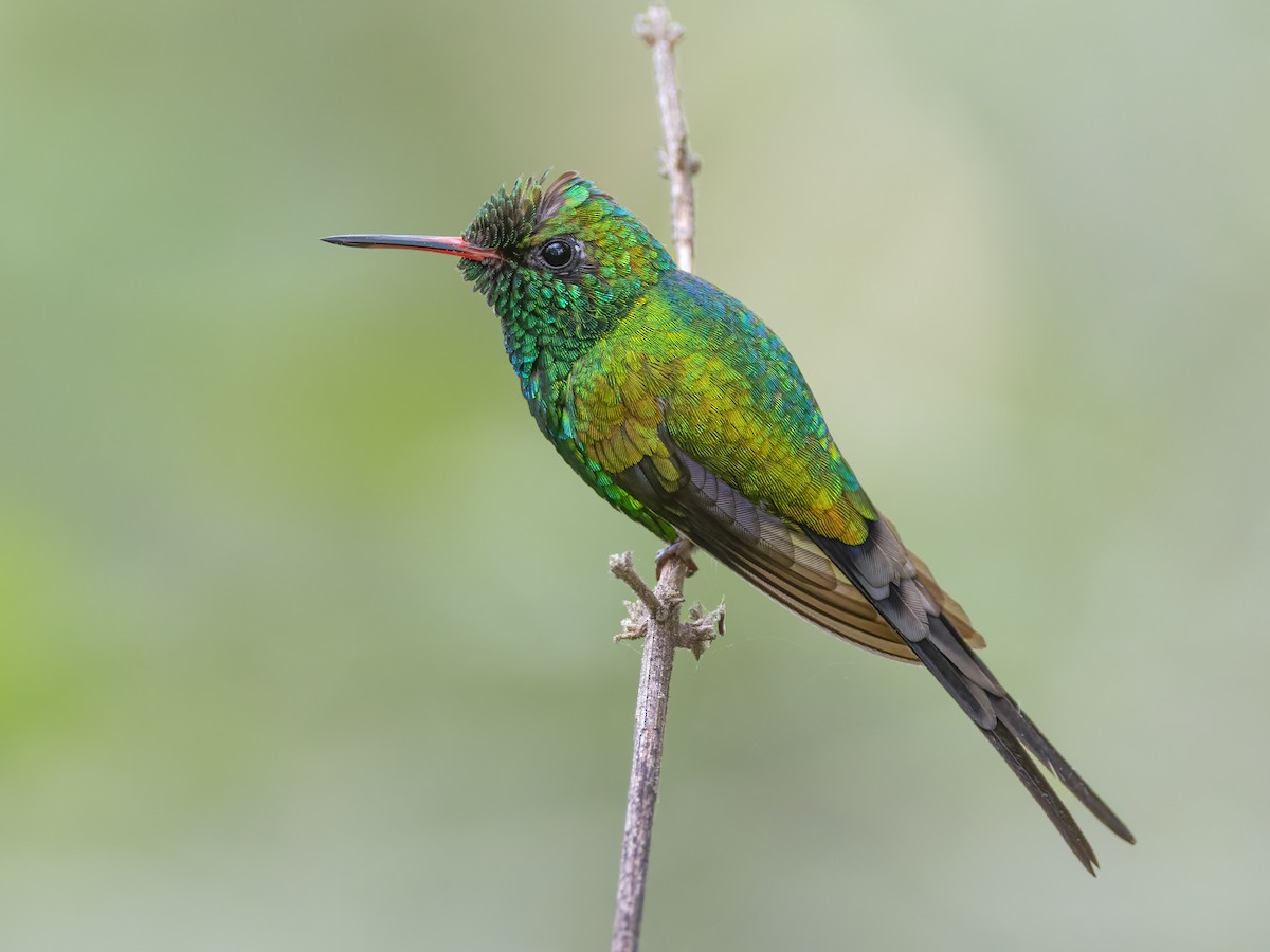 Golden-crowned Emerald - Cynanthus auriceps - Birds of the World