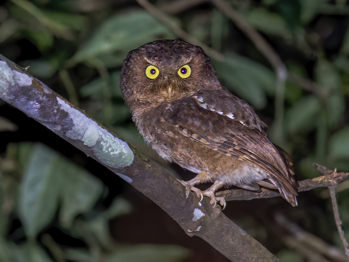 Mountain Scops-Owl - Otus spilocephalus - Birds of the World