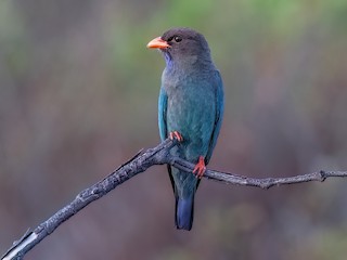 Dollarbird - Eurystomus orientalis - Birds of the World
