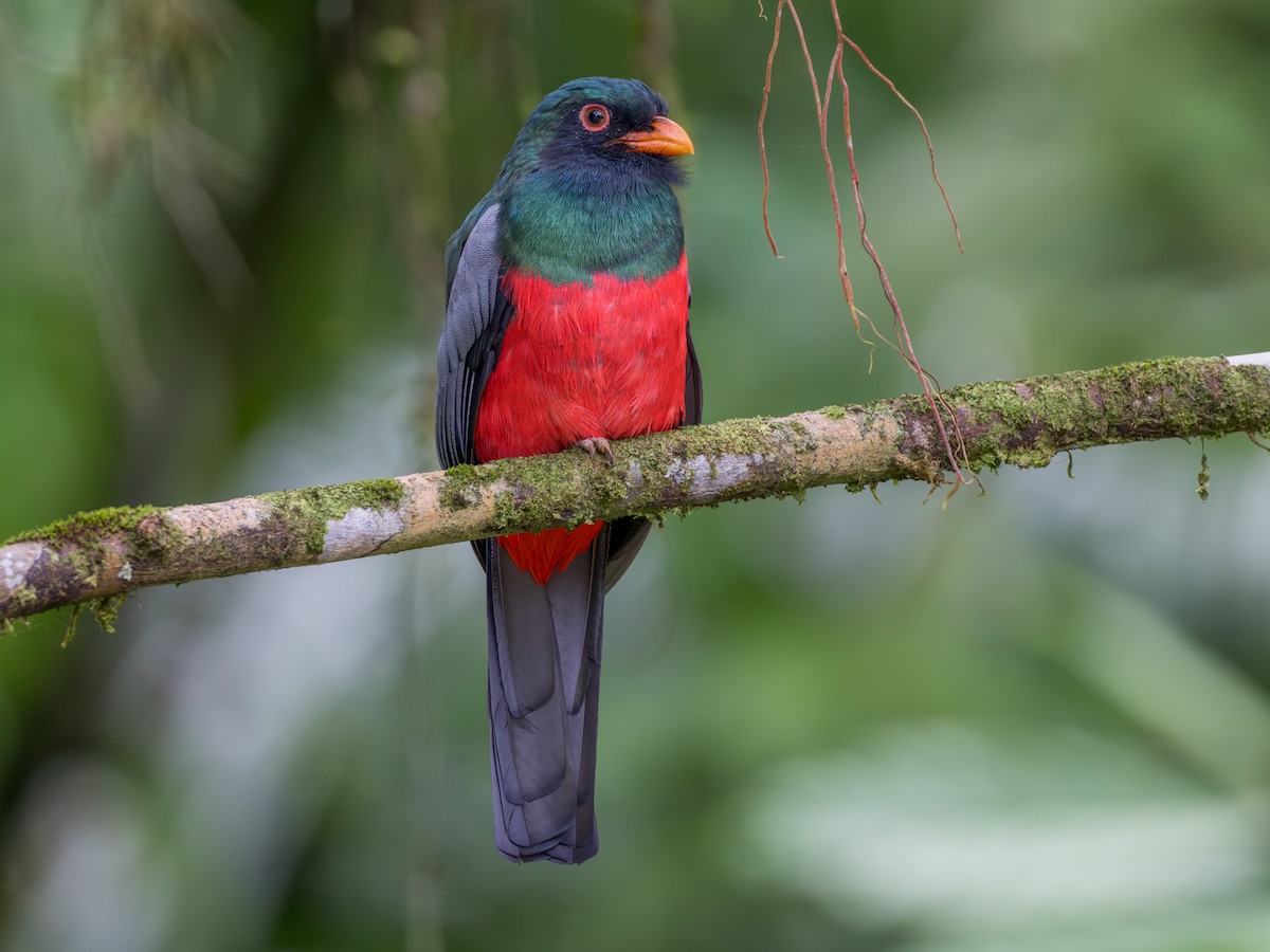 Slaty-tailed Trogon - Trogon massena - Birds of the World
