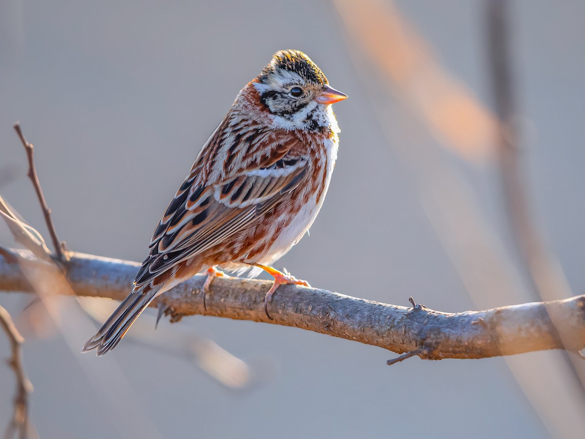 Rustic Bunting - Emberiza rustica - Birds of the World