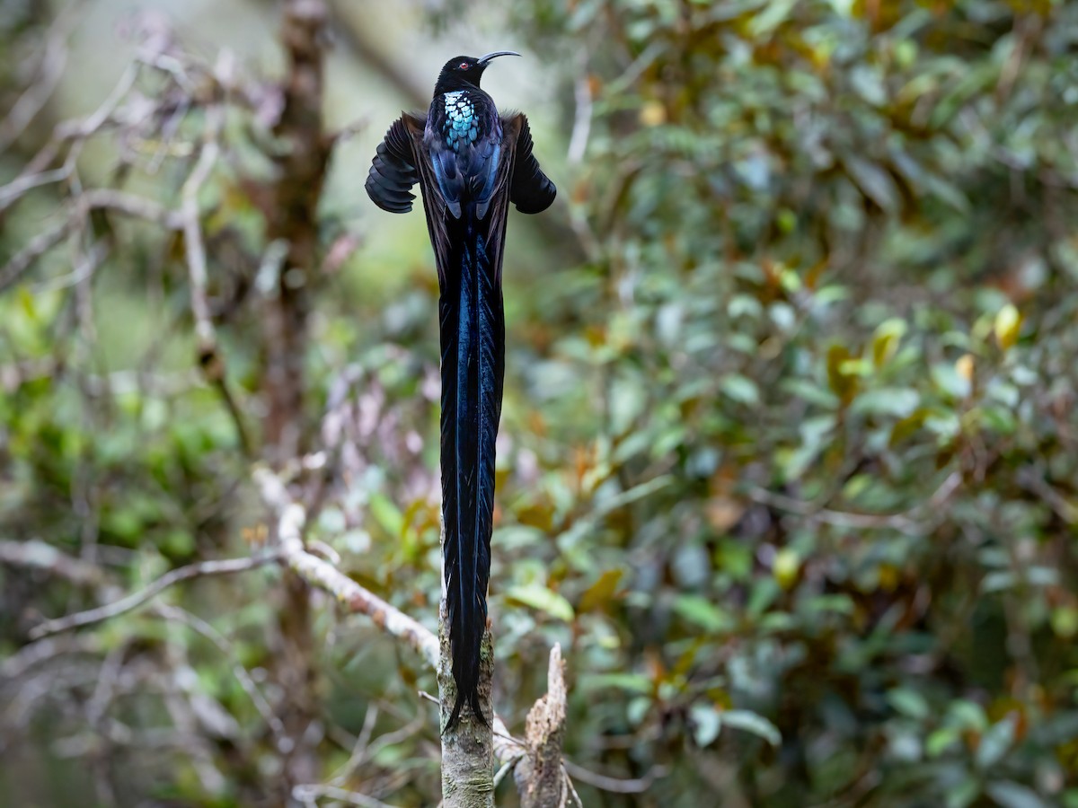 Black Sicklebill - Epimachus fastosus - Birds of the World