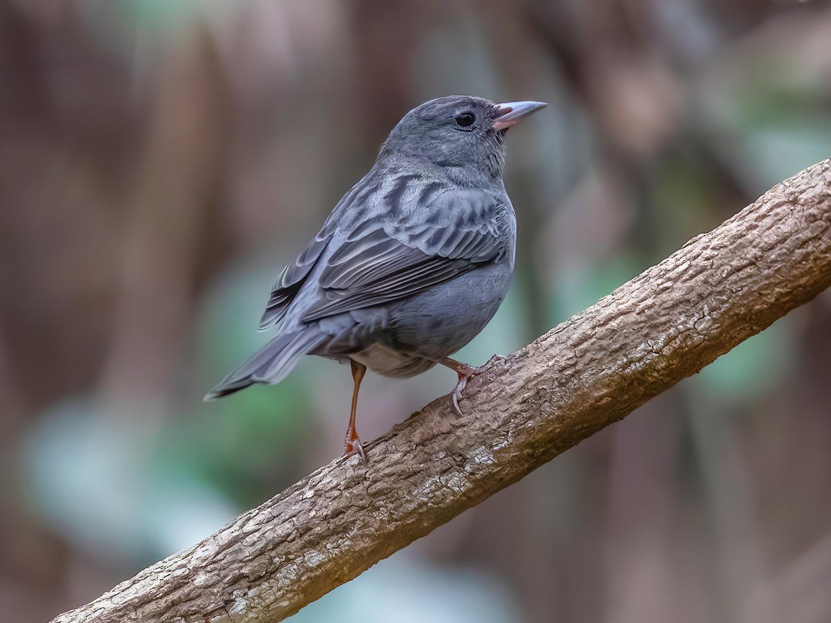 Gray Bunting - Emberiza variabilis - Birds of the World