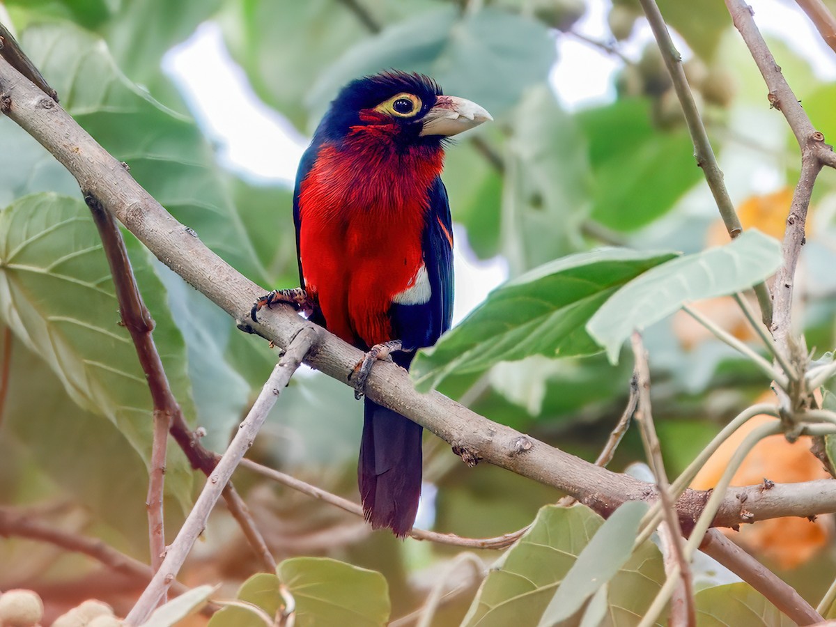 Double-toothed Barbet - Pogonornis bidentatus - Birds of the World