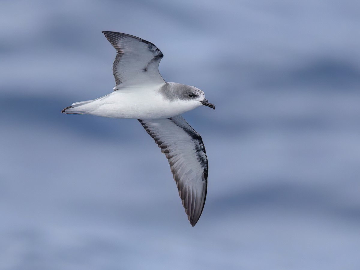 Pycroft's Petrel - Pterodroma pycrofti - Birds of the World