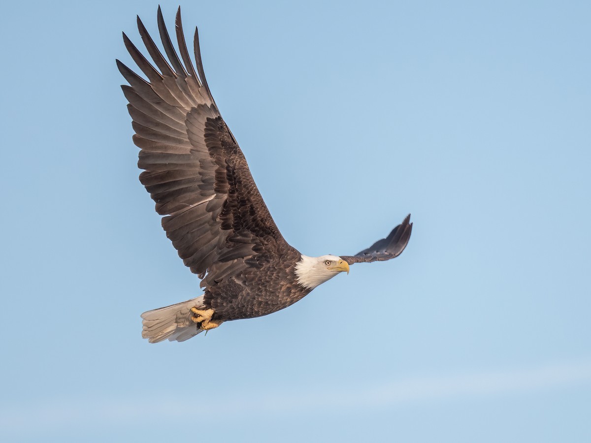 Bald Eagle - Haliaeetus leucocephalus - Birds of the World