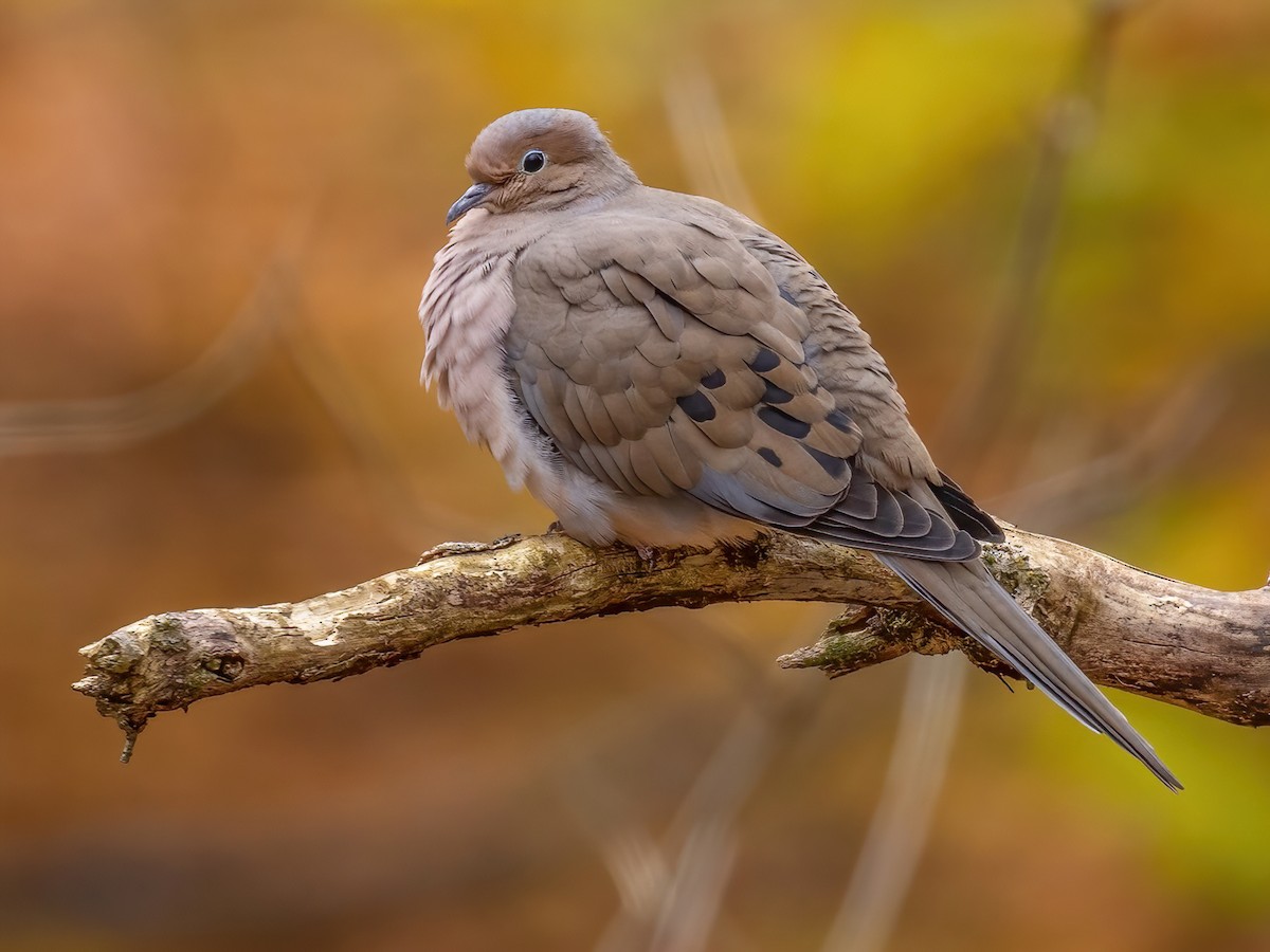 Victorian Mourning Dove Mourning Doves Diamond Dove Home Page