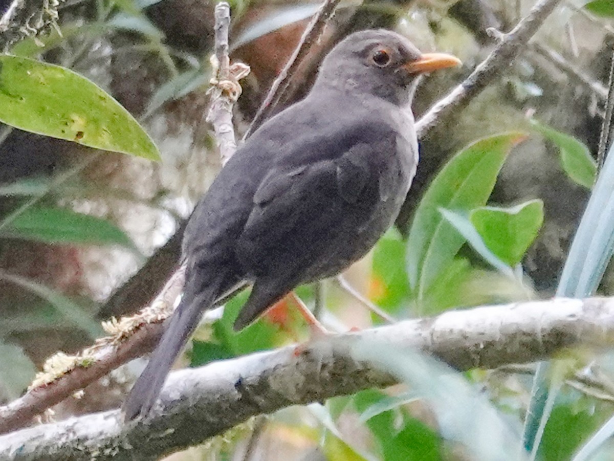 Moluccan Island-Thrush - Turdus deningeri - Birds of the World