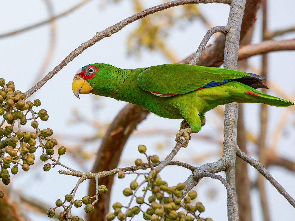 White-fronted Amazon - Amazona albifrons - Birds of the World