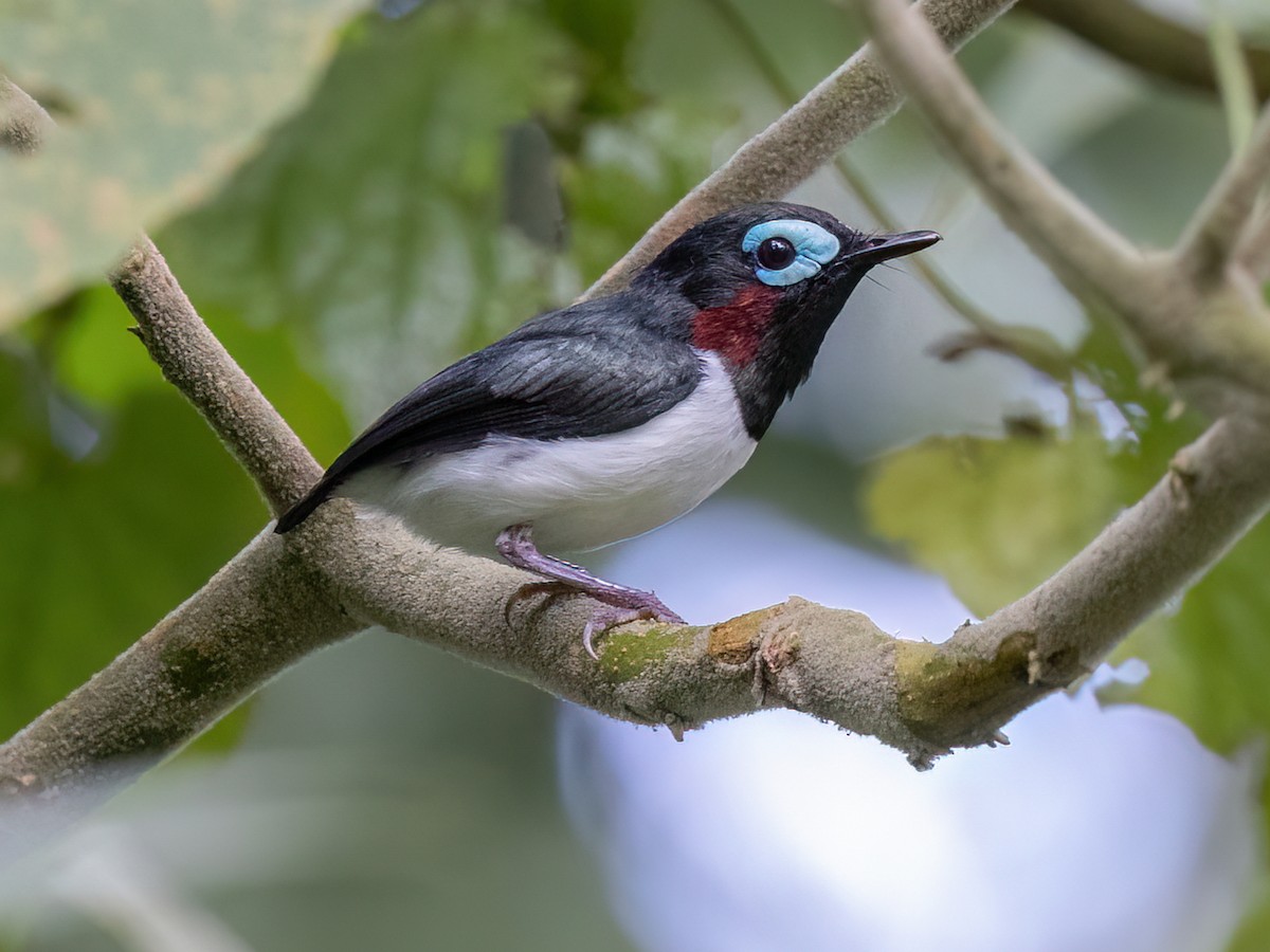 Jameson's Wattle-eye - Platysteira jamesoni - Birds of the World