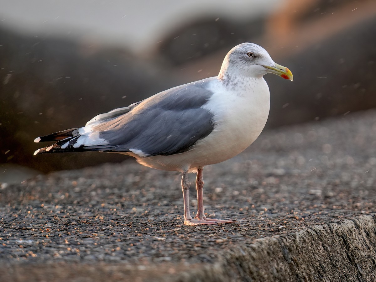 Vega Gull - Larus vegae - Birds of the World