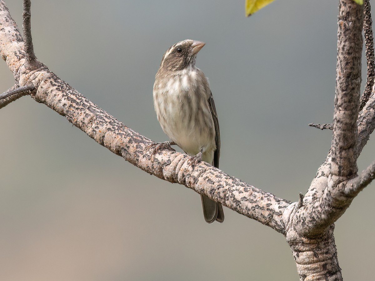 Stripe-breasted Seedeater - Crithagra striatipectus - Birds of the World