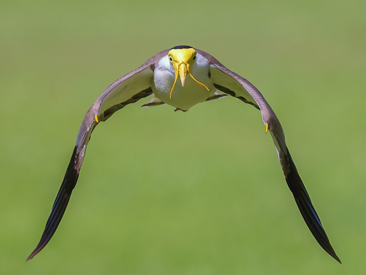 Masked Lapwing - Vanellus miles - Birds of the World