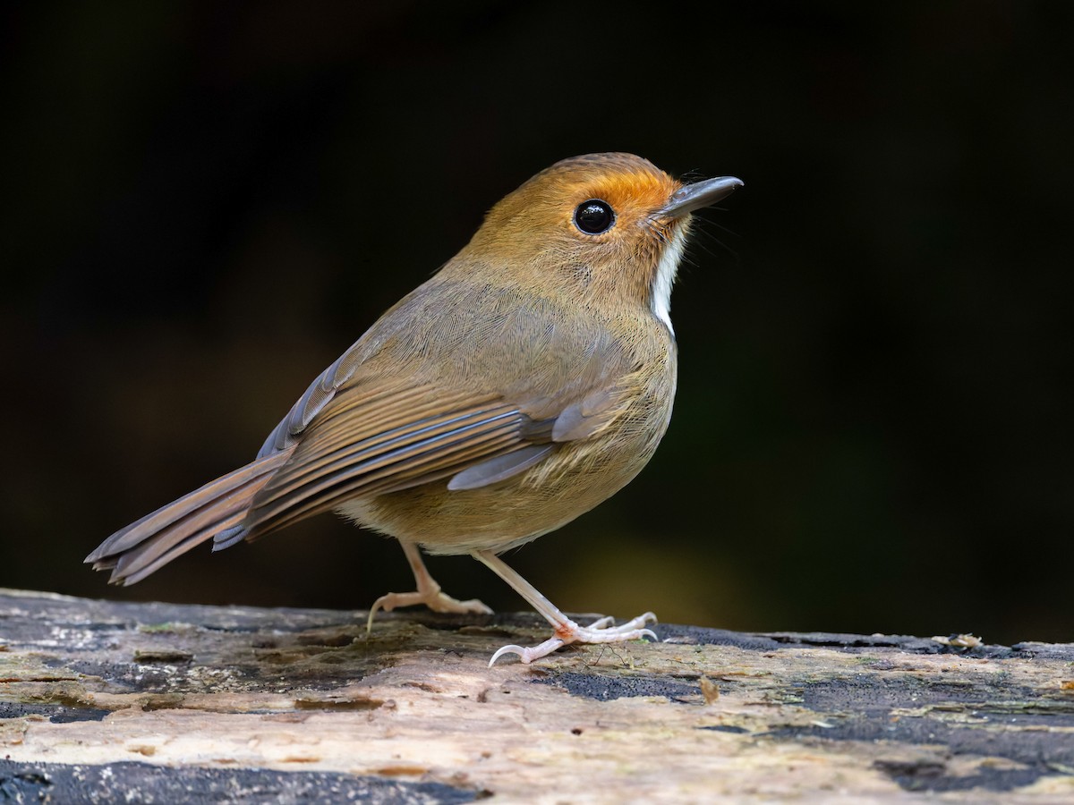 Rufous-browed Flycatcher - Anthipes solitaris - Birds of the World