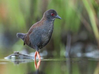 Spotless Crake - Zapornia tabuensis - Birds of the World