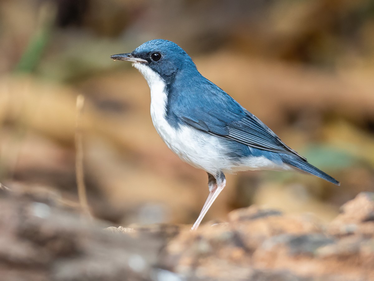 Siberian Blue Robin - Larvivora cyane - Birds of the World