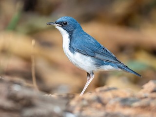 Siberian Blue Robin - Larvivora cyane - Birds of the World