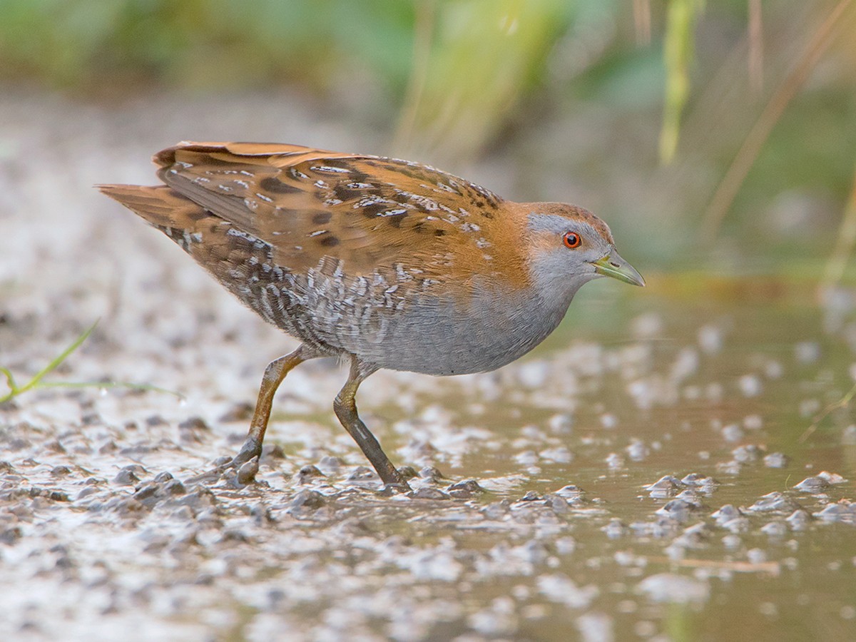 Baillon's Crake - Zapornia pusilla - Birds of the World