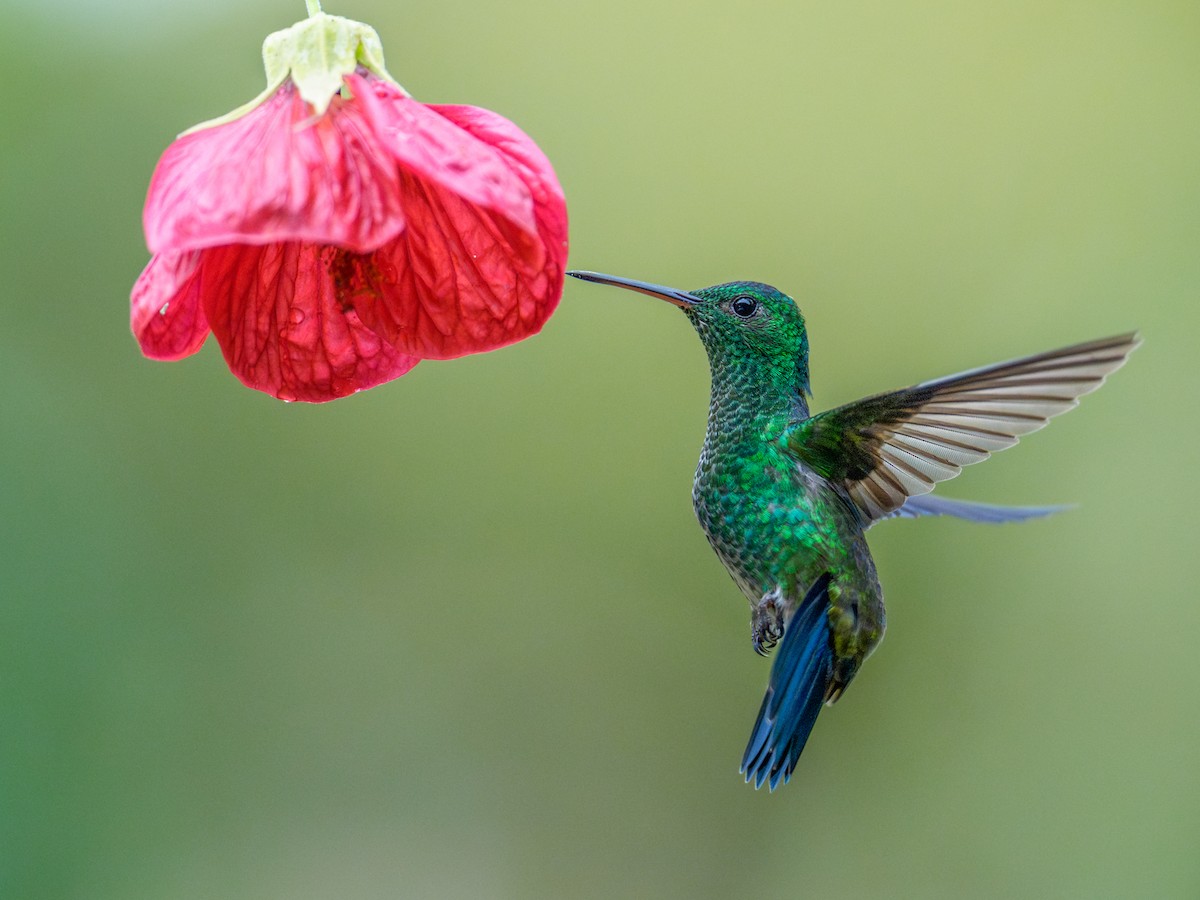 Steely-vented Hummingbird - Saucerottia saucerottei - Birds of the World