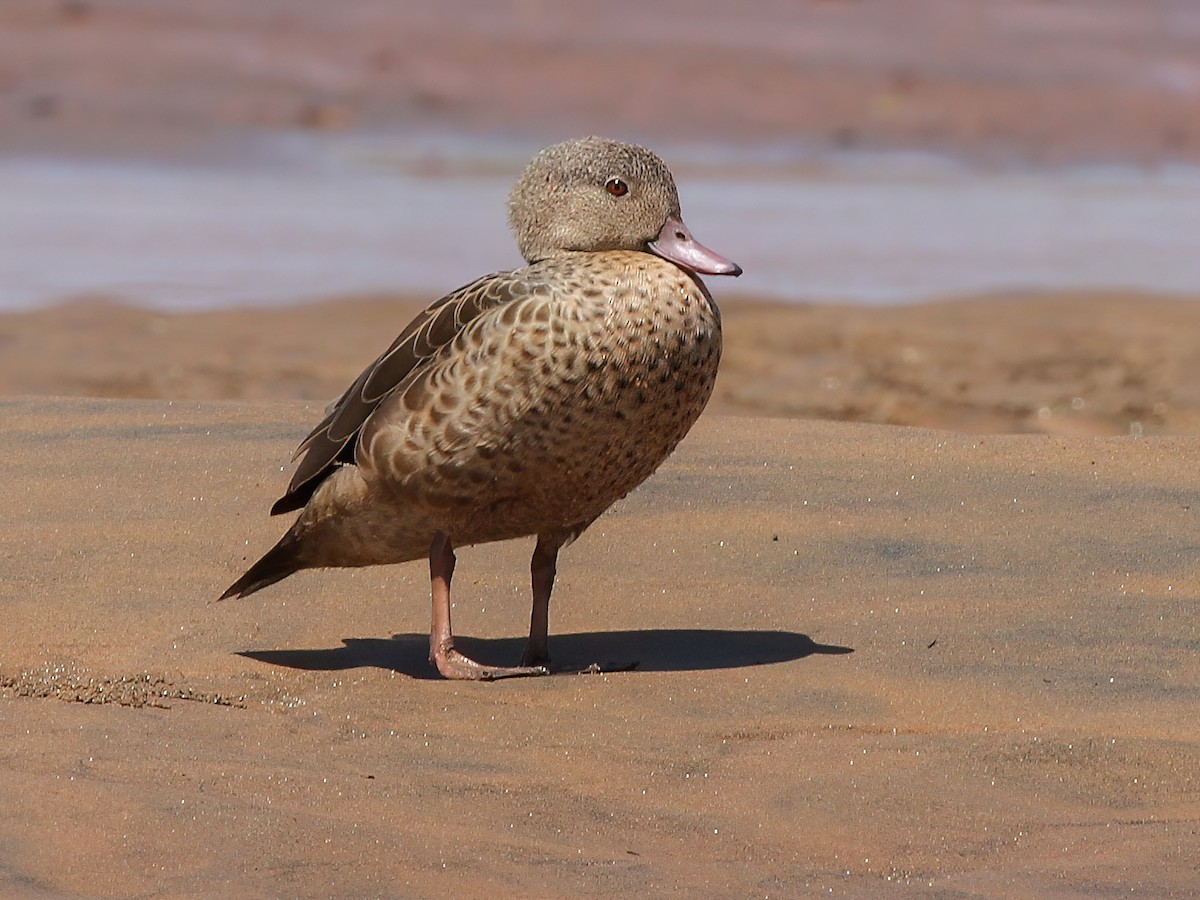 Bernier's Teal - Anas bernieri - Birds of the World