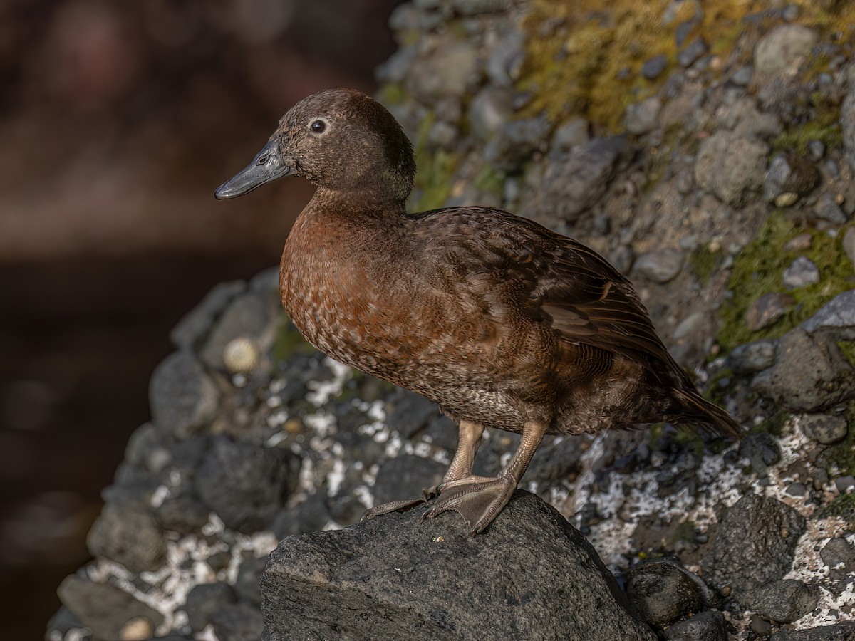 Auckland Islands Teal - Anas aucklandica - Birds of the World