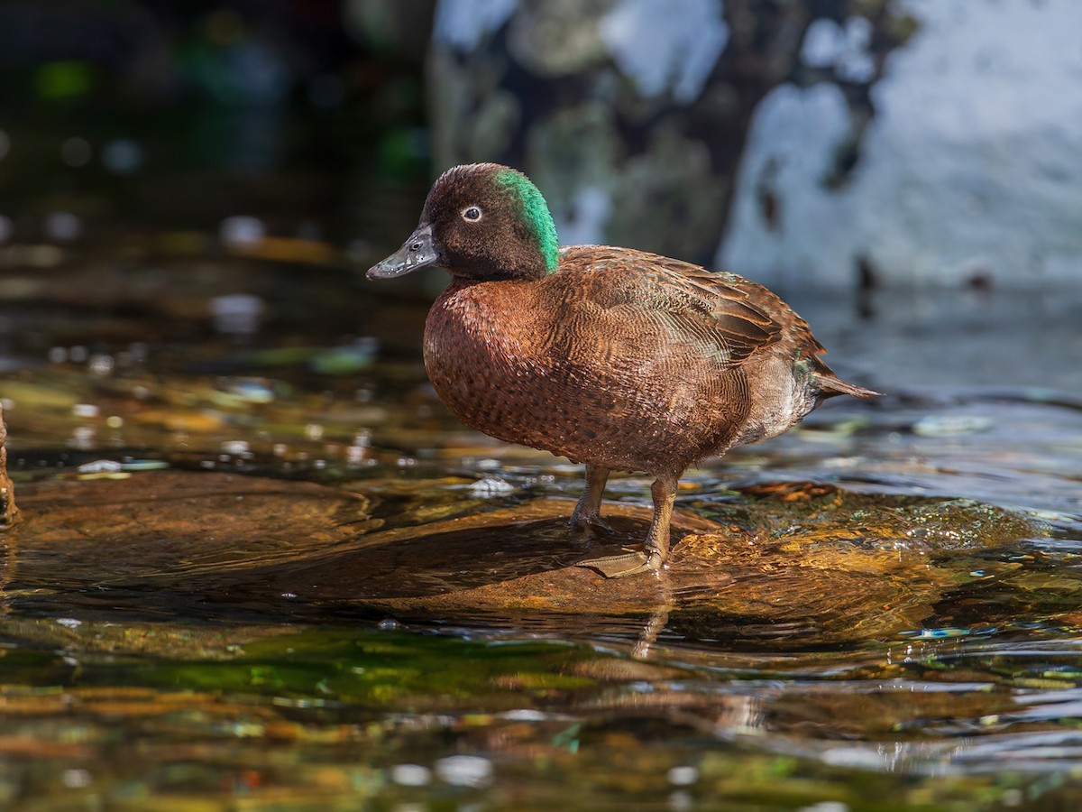 Campbell Islands Teal - Anas nesiotis - Birds of the World