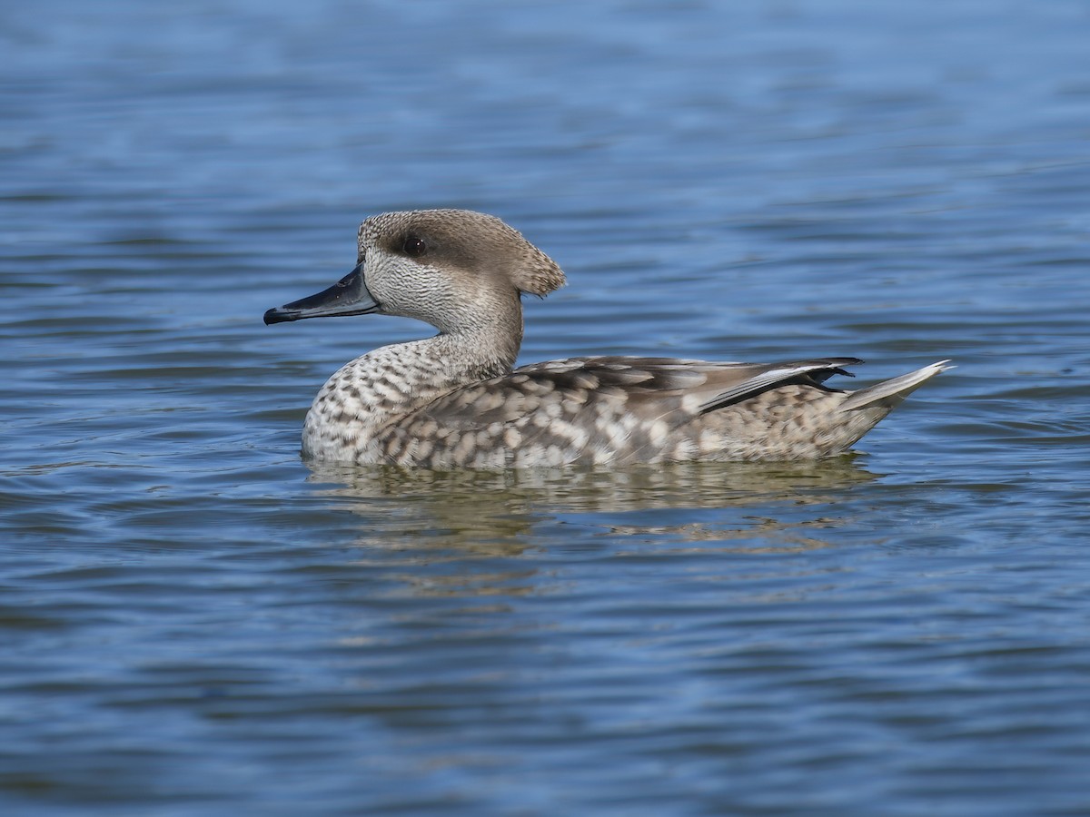 Marbled Duck - Marmaronetta angustirostris - Birds of the World