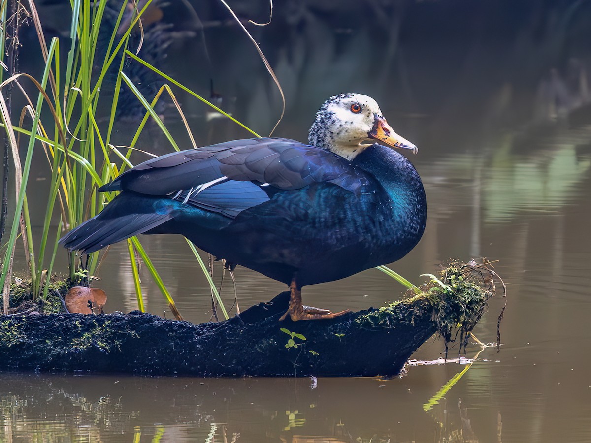 White-winged Duck - Asarcornis scutulata - Birds of the World