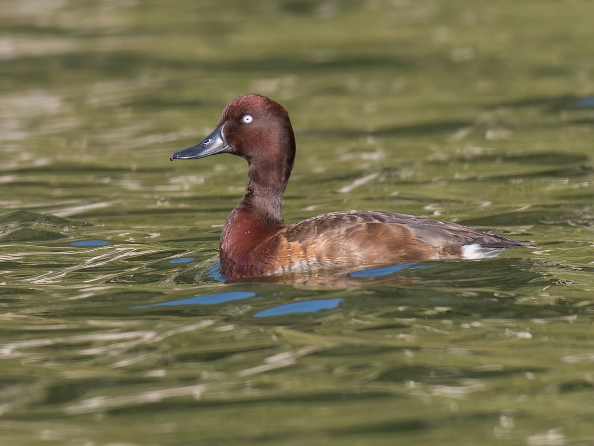 Madagascar Pochard - Aythya innotata - Birds of the World