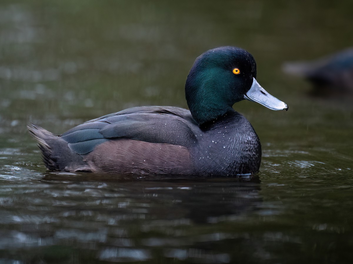 Scaup Duck Greater Scaup Bird Facts (Aythya Marila) | Birdfact