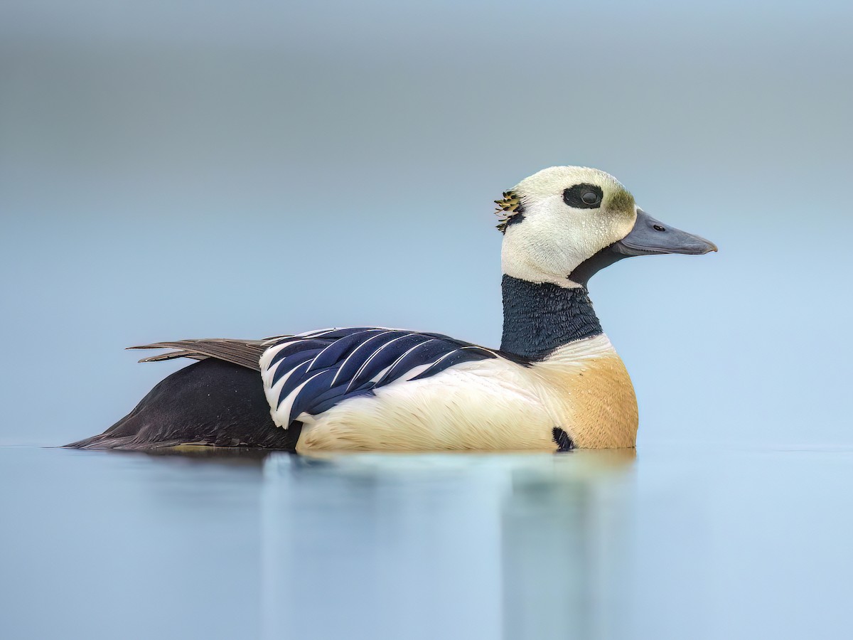Steller's Eider - Polysticta stelleri - Birds of the World