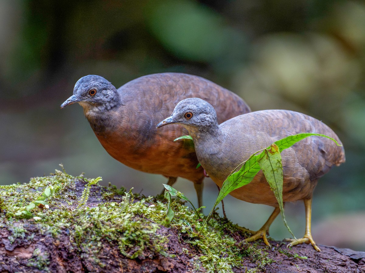 Little Tinamou - Crypturellus soui - Birds of the World