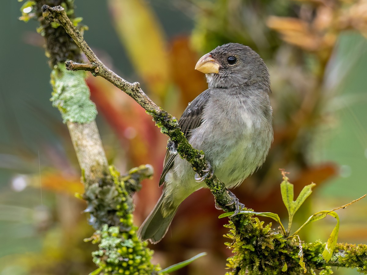 Temminck's Seedeater - Sporophila falcirostris - Birds of the World