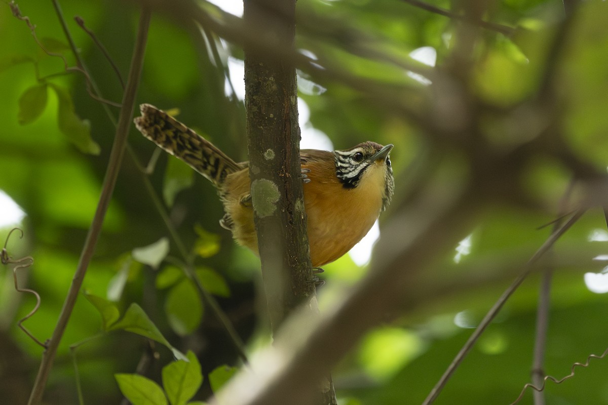 Happy Wren (Mainland) - eBird