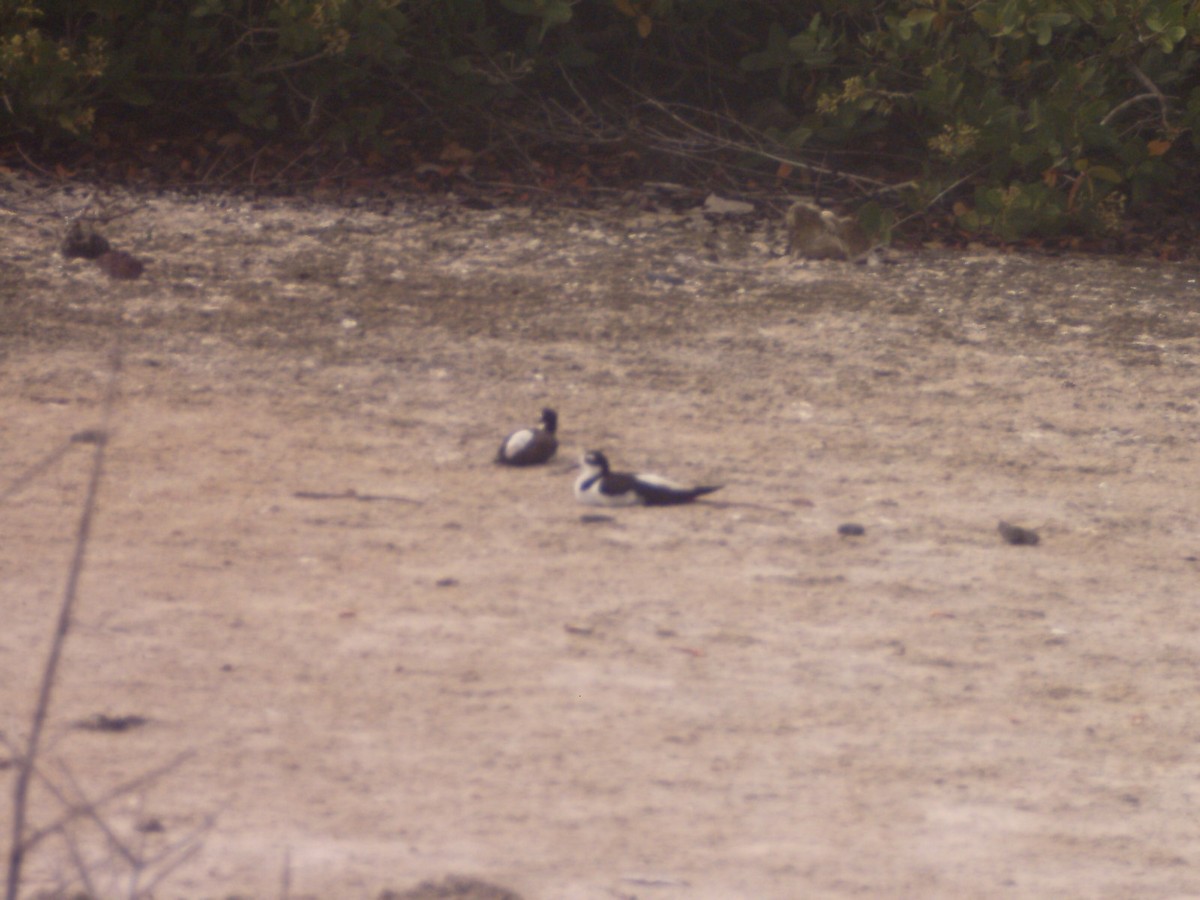 eBird Checklist - 30 Jan 2005 - Santa Cruz--Puerto Ayora área general ...