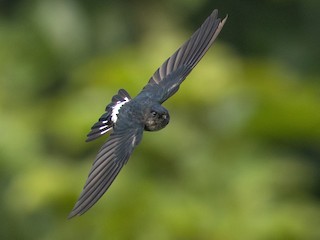 Satin Swiftlet - eBird