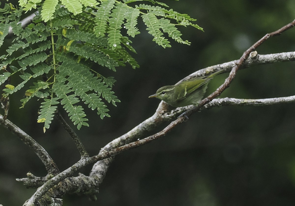 Island Leaf Warbler (Kai) - eBird