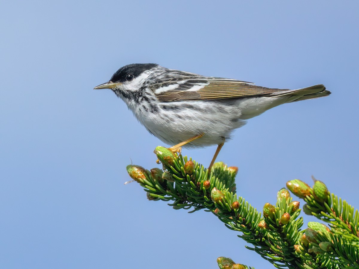 Blackpoll Warbler - Setophaga striata - Birds of the World