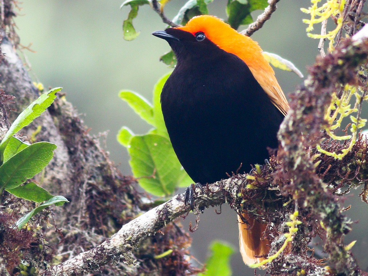 Crested Satinbird - Cnemophilus macgregorii - Birds of the World