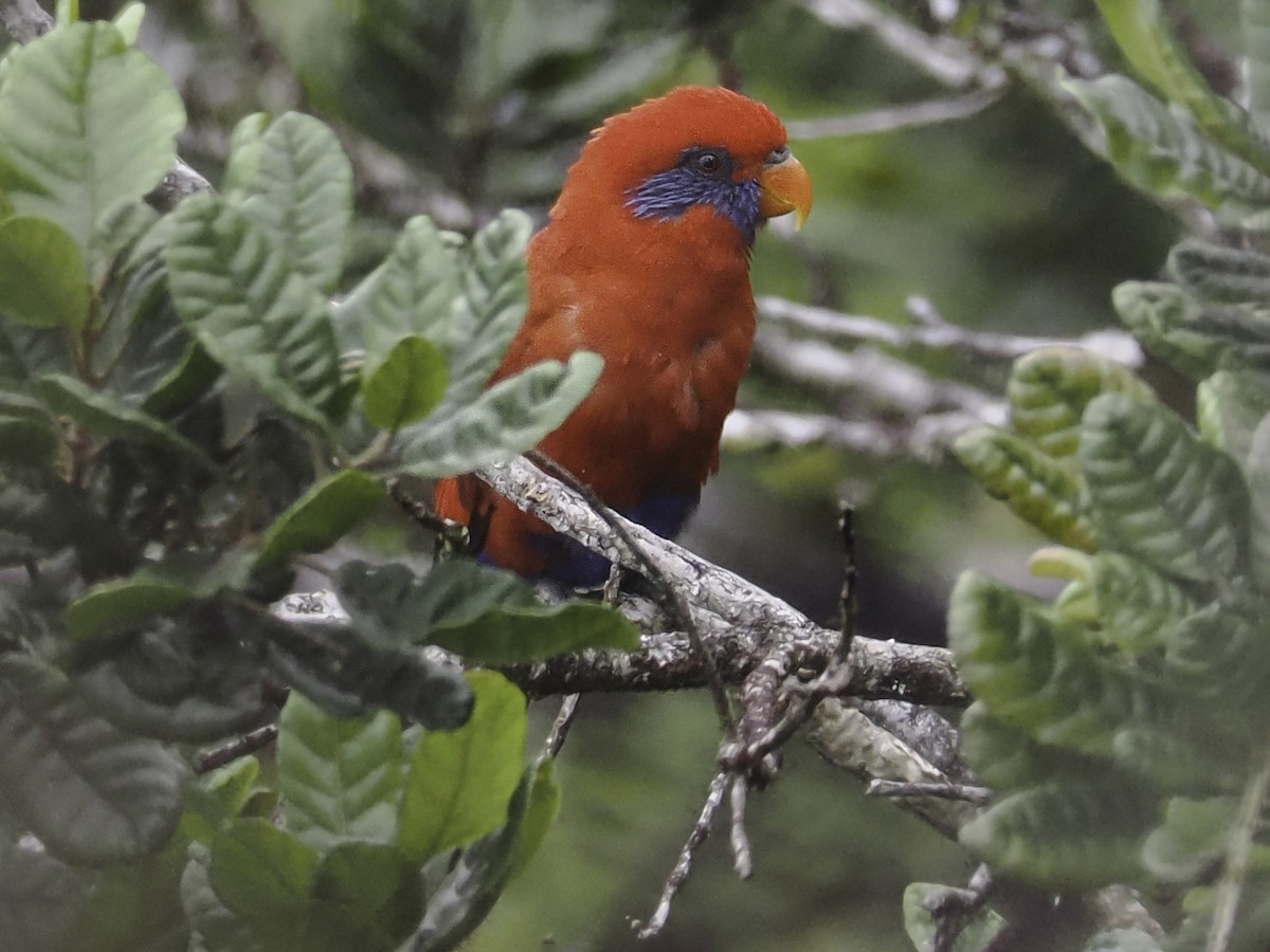 Blue-eared Lory - Trichoglossus semilarvatus - Birds of the World