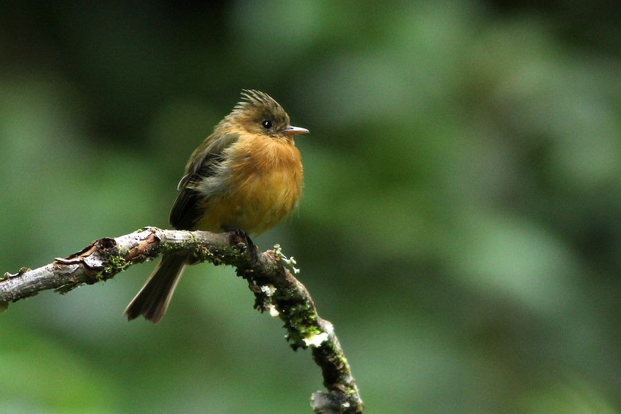 Northern Tufted Flycatcher (Costa Rican) - eBird