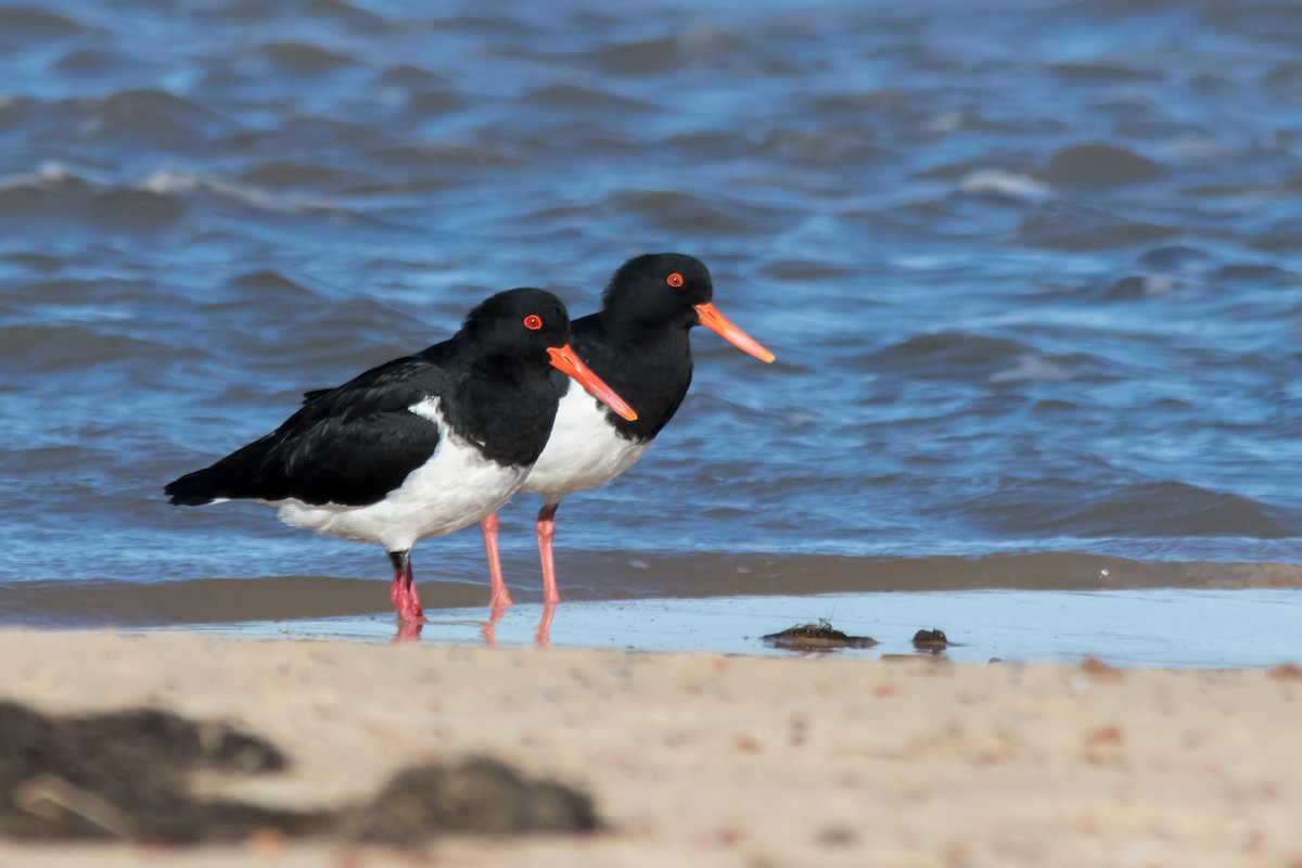 eBird Checklist - 10 Jul 2017 - Stockyard Point - 24 species